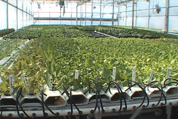 Finding A Reliable Hydroponics Store In Canada A Unique Method Of Gardening